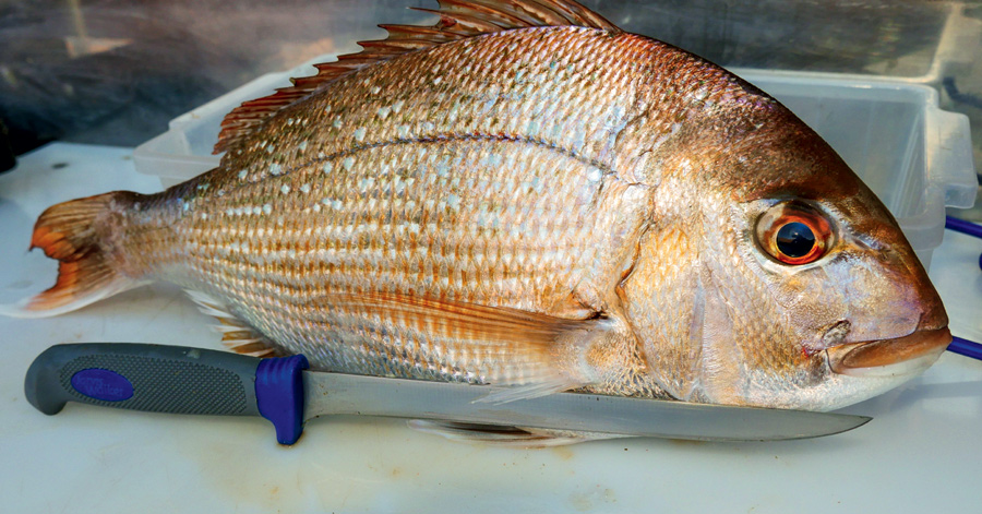 Snapper Fishing in the Kaipara - The Fishing Website