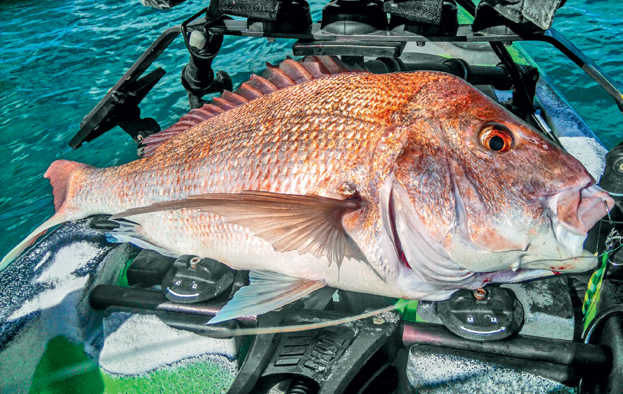 Spring Coromandel snapper - The Fishing Website
