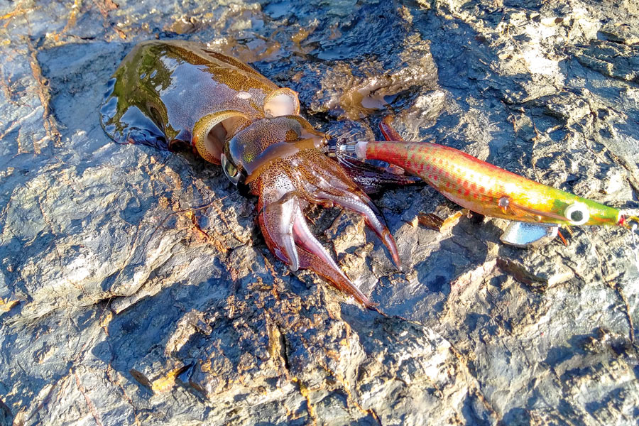 Squid fishing in Spring - The Fishing Website