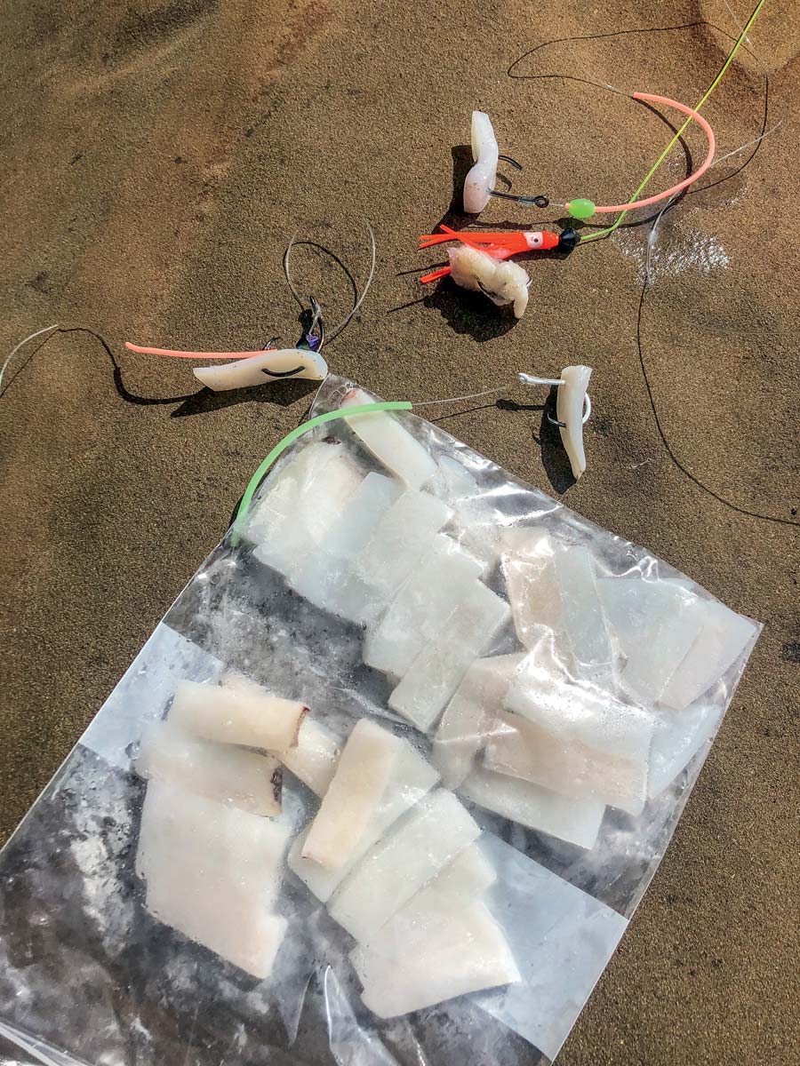 Squid fishing in Spring - The Fishing Website