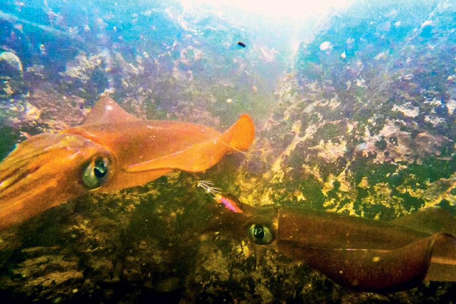 Squid fishing technique - The Fishing Website