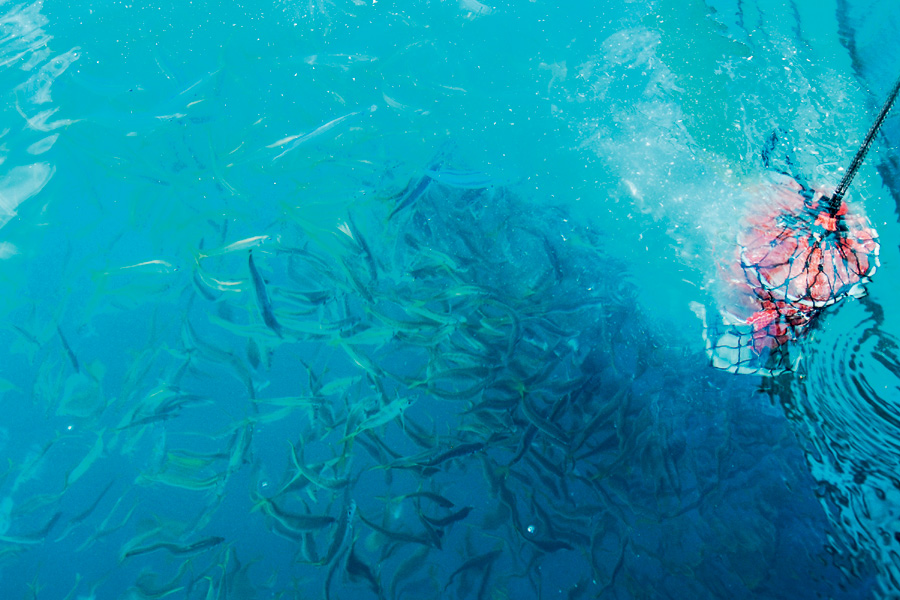 Successful small boat fishing - The Fishing Website