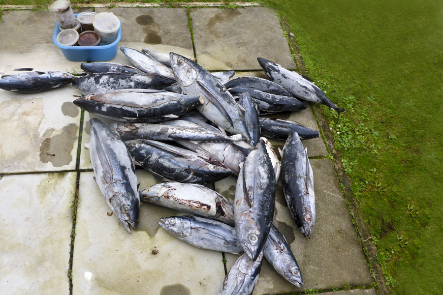 Tips and tricks for making your own Berley - The Fishing Website