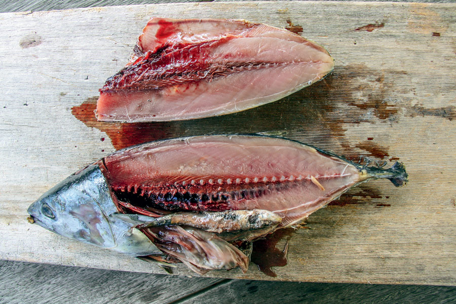 Why skipjack tuna is a versatile bait - The Fishing Website