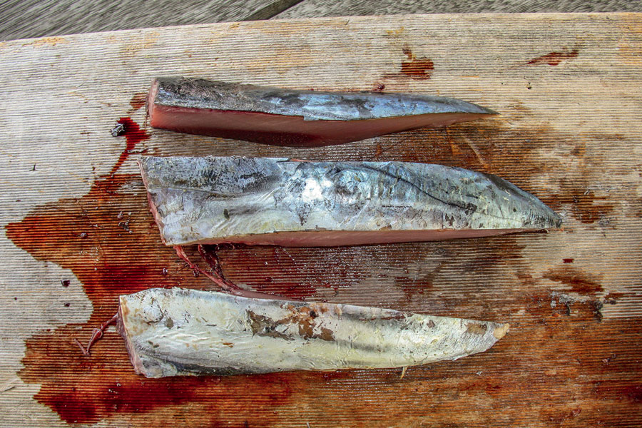 Why skipjack tuna is a versatile bait - The Fishing Website