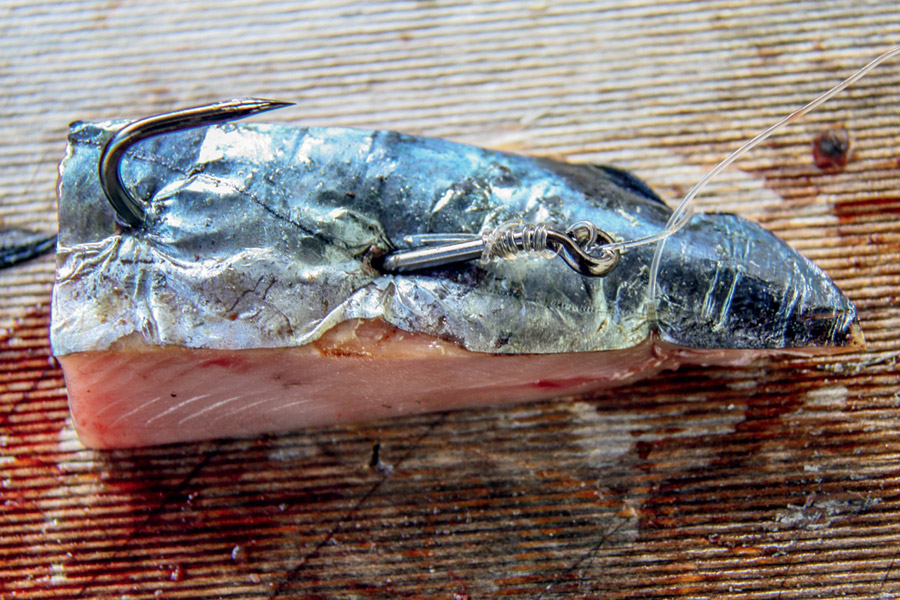 Why skipjack tuna is a versatile bait - The Fishing Website