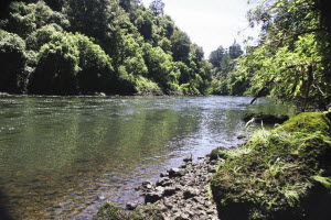 A Guide to Lake Karapiro - The Fishing Website
