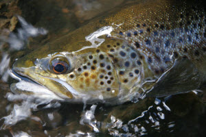 A Guide to Lake Karapiro - The Fishing Website