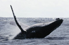 Fishing Rarotonga - The Fishing Website