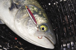 Kahawai - how to catch them - The Fishing Website