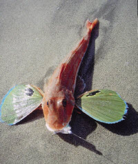 How to fish with a Kontiki - The Fishing Website