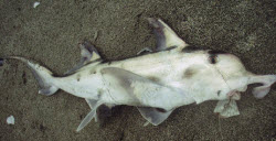 How to fish with a Kontiki - The Fishing Website