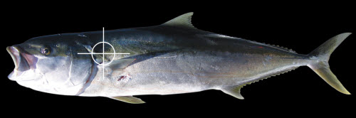Spearfishing - A guide to Kingfish - The Fishing Website