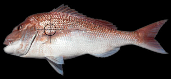 Spearfishing - A guide to snapper - The Fishing Website