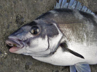 Surfcasting off the beach - The Fishing Website