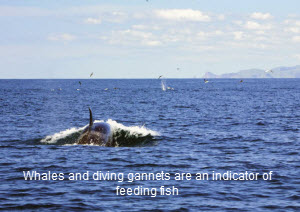 How to find active fish - The Fishing Website