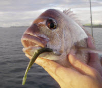 Fishing the Rangitoto Channel - The Fishing Website