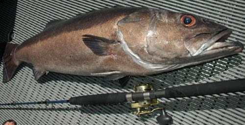 Hapuka fishing and some best spots! - The Fishing Website