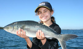 Kahawai - Back in numbers - The Fishing Website