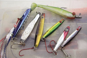 Kahawai - Back in numbers - The Fishing Website