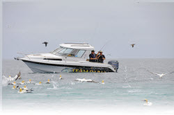 Spring Snapper in the Hauraki Gulf - The Fishing Website