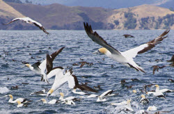 Spring Snapper in the Hauraki Gulf - The Fishing Website