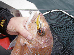 Spring Snapper in the Hauraki Gulf - The Fishing Website