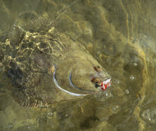 Flounder on Fly - The Fishing Website