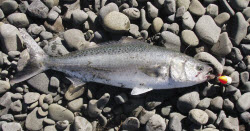 Fishing for kahawai - The Fishing Website