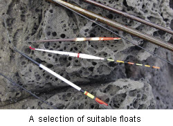 How to catch Parore - The Fishing Website