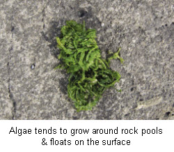 How to catch Parore - The Fishing Website