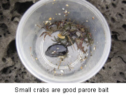 How to catch Parore - The Fishing Website