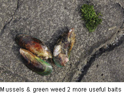 How to catch Parore - The Fishing Website