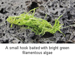 How to catch Parore - The Fishing Website