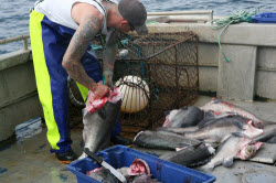 Hapuka fishing and some best spots! - The Fishing Website