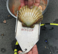 Scallops - How to find and shell them - The Fishing Website