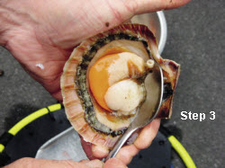 Scallops - How to find and shell them - The Fishing Website