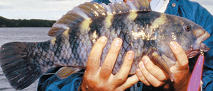 Can we eat that??? Part One - The Fishing Website