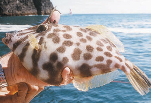 Can we eat that??? Part One - The Fishing Website