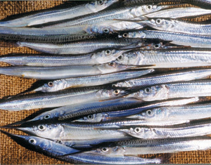 Can we eat that??? Part One - The Fishing Website