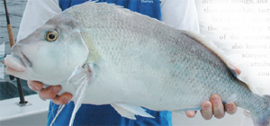 Can we eat that??? Part One - The Fishing Website