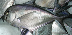 Can we eat that??? Part Two - The Fishing Website
