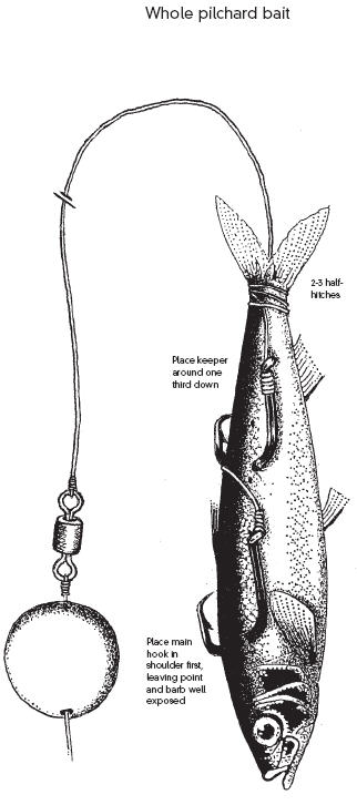 Snapper Fishing - the right weight - The Fishing Website