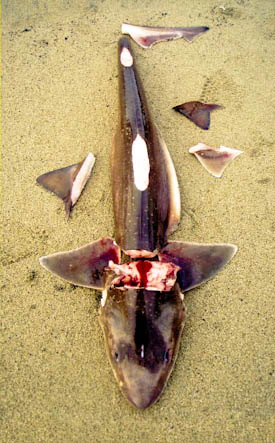 Surfcasting - catching smooth hound, rig or lemon fish - The Fishing ...