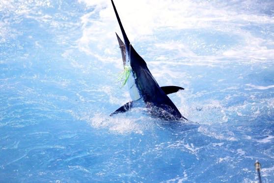 42 striped marlin T&R in five days - The Fishing Website