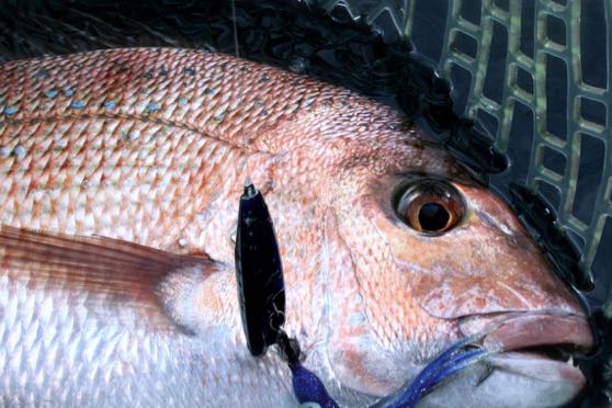Sustainability of NZ snapper being investigated - The Fishing Website