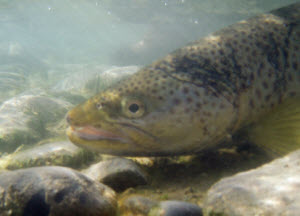 Fishing the Opihi River - The Fishing Website