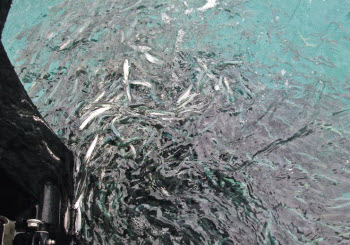 Fishing Anchovy Schools on the Gulf - The Fishing Website