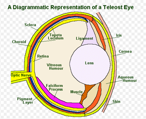 What do fish see? - The Fishing Website