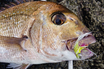 Saltwater Fly - Fishing in Muck - The Fishing Website